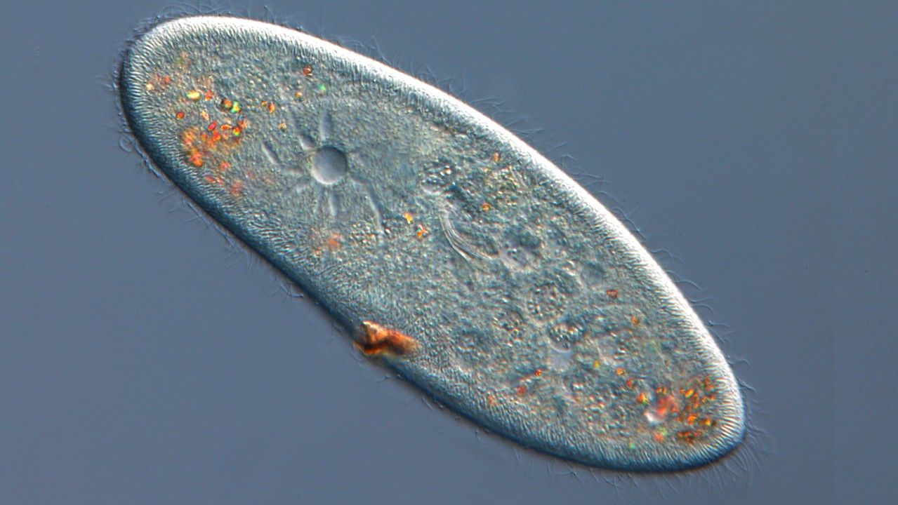 Paramecium: Characteristics, biology and reproduction | Live Science