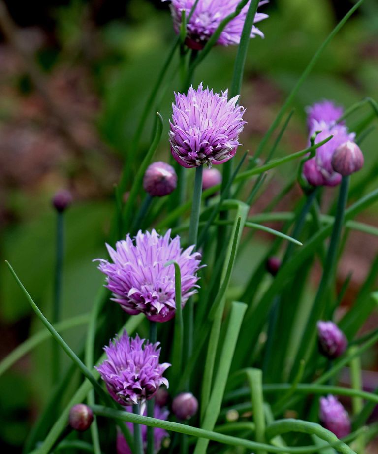 Best plants for beginners: 10 easy-care choices | Homes and Gardens