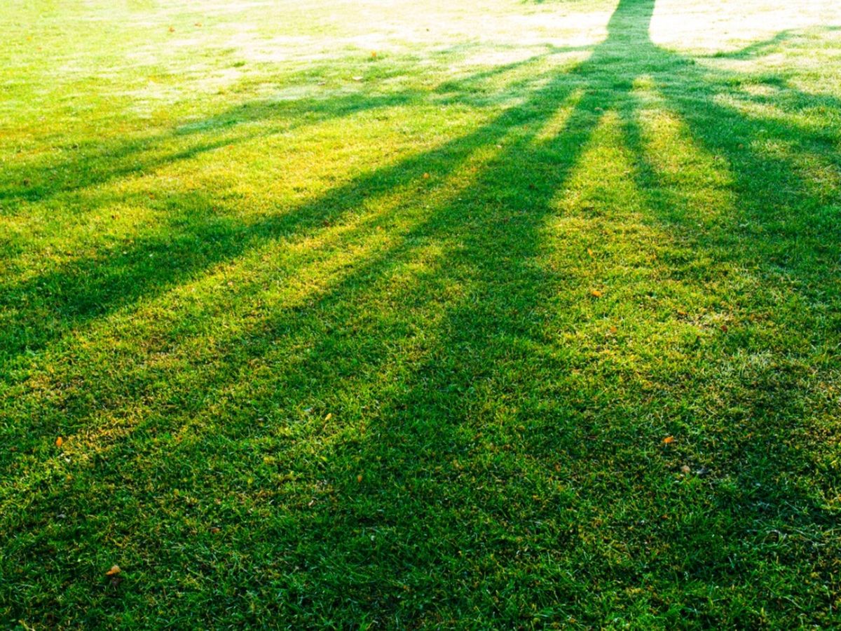 Tips For Growing Grass In Shady Areas | Gardening Know How