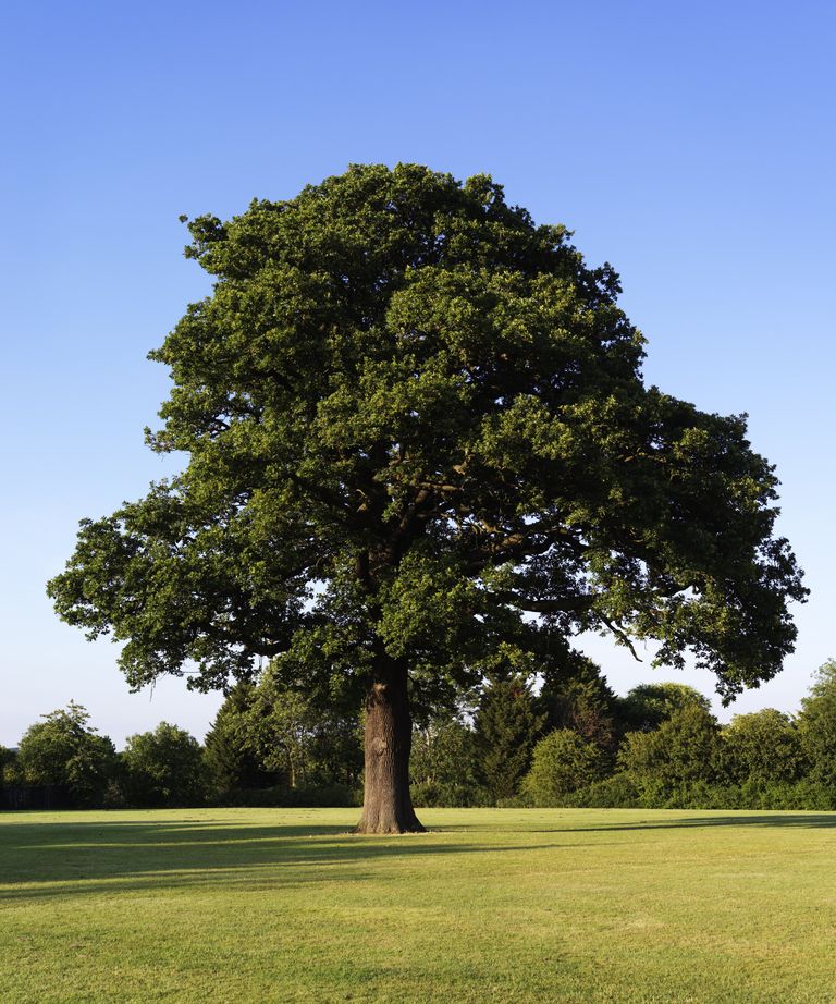 What's your birth month tree? All 13 explained | Homes and Gardens