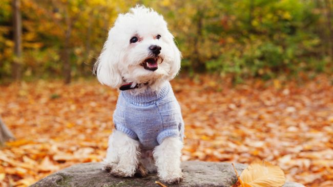 Bichon Frise vs Maltese: What's the difference? | PetsRadar