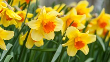 Best bulbs to plant in March — 5 beautiful options | Ideal Home