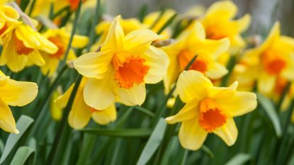 Best bulbs to plant in March — 5 beautiful options | Ideal Home