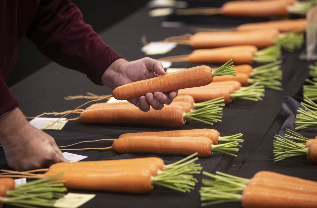 The most jaw-dropping vegetables from the Harrogate Autumn Flower Show ...
