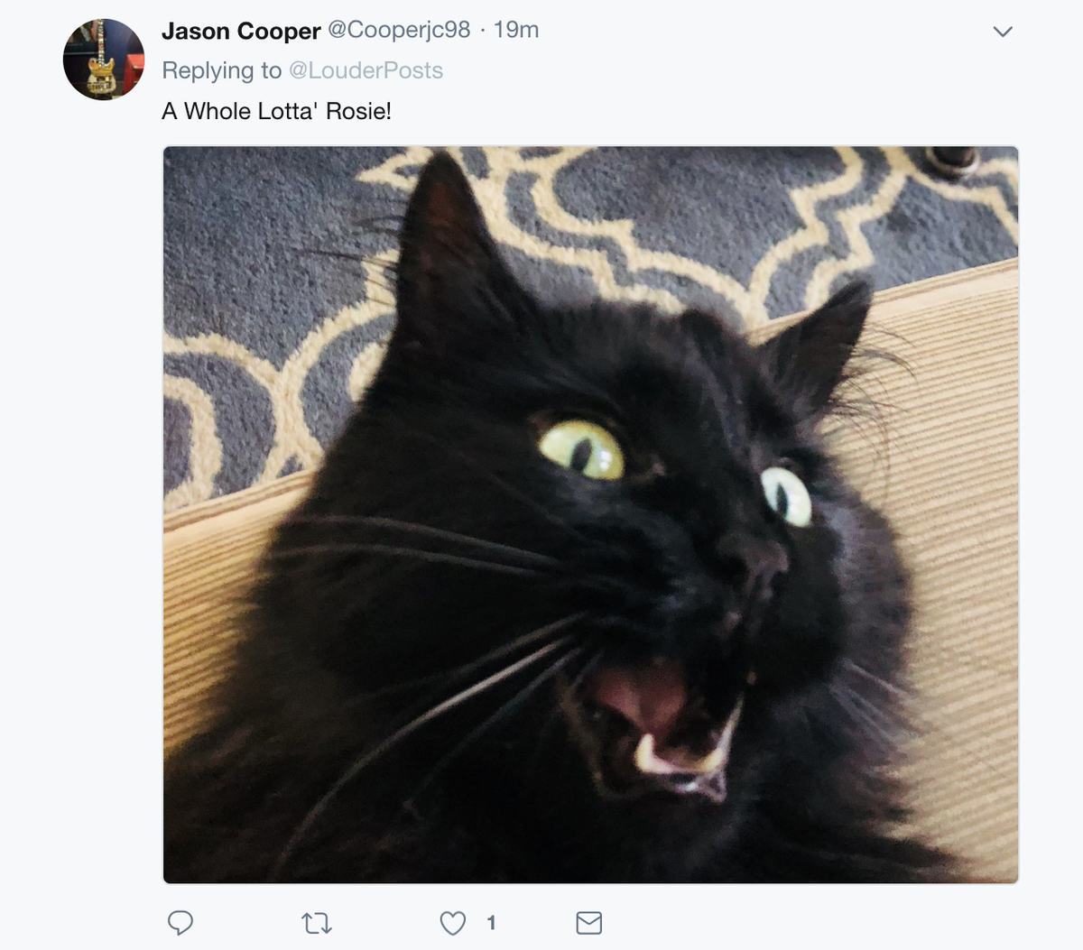 The most rock'n'roll cats according to Twitter | Louder