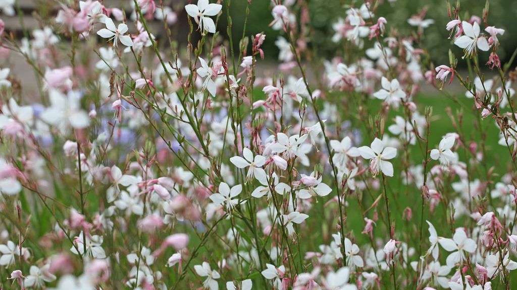 How to grow gaura – boost your yard with glorious beeblossom | Homes ...