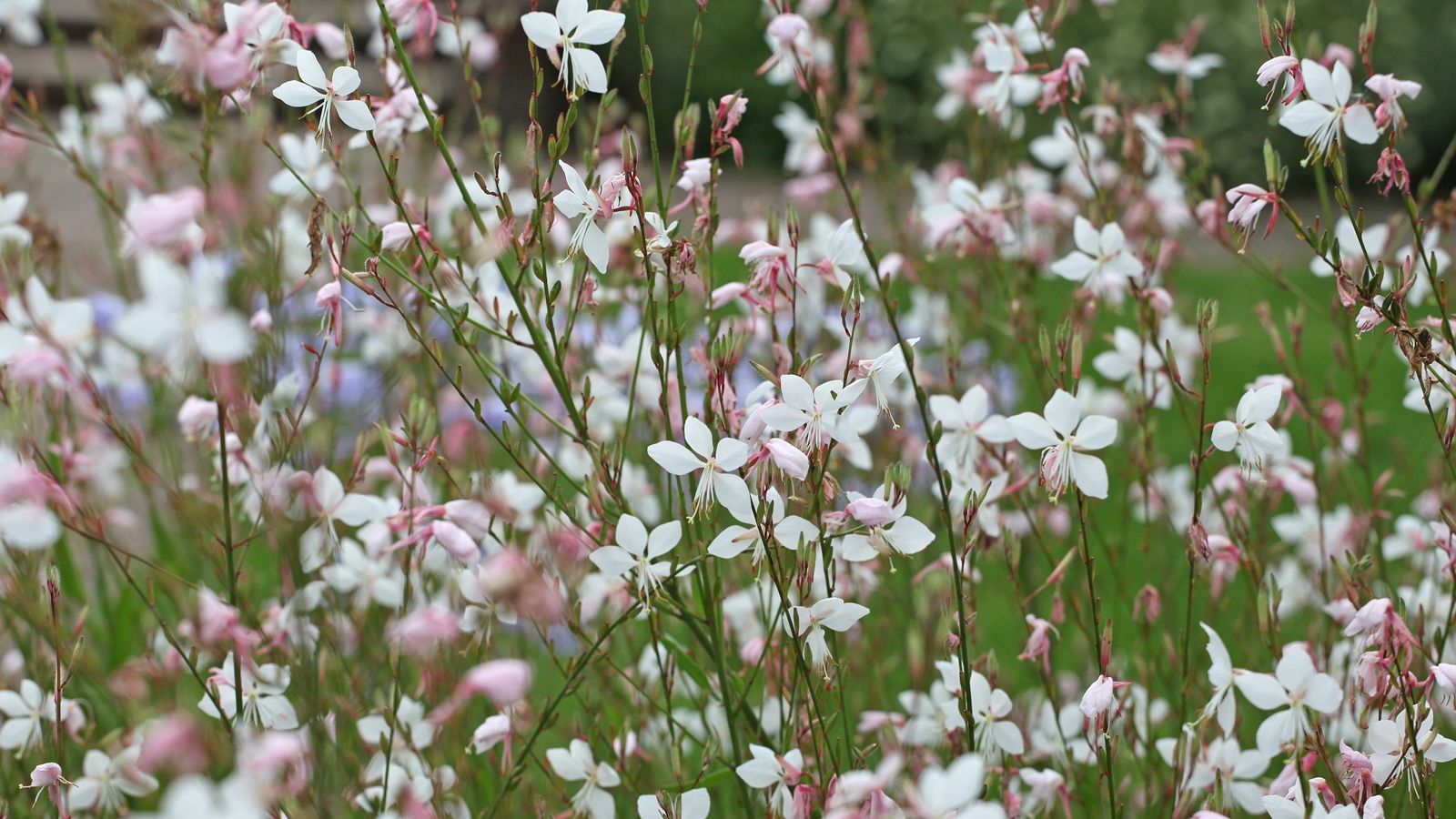 How to grow gaura – boost your yard with glorious beeblossom | Homes ...