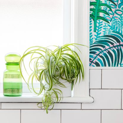 How to repot houseplants in 5 easy steps | Ideal Home