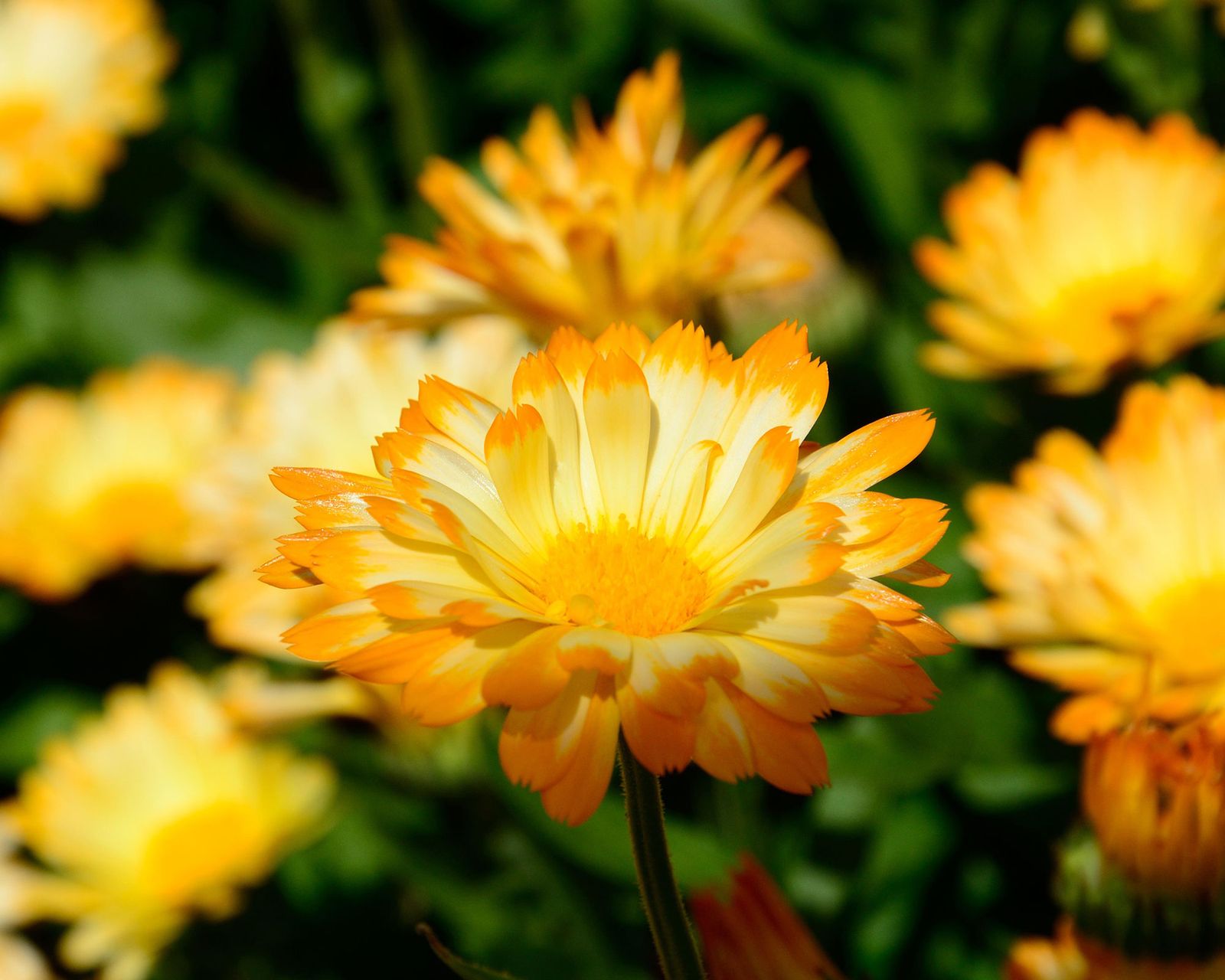 Calendula varieties: 16 pot marigolds for your garden | Homes and Gardens