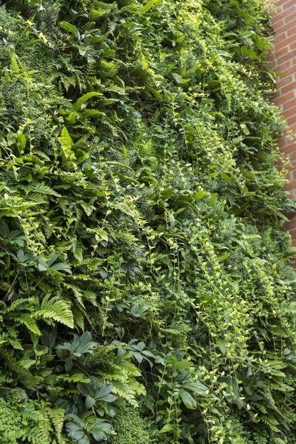 How to make a living wall: create vertical planting to maximise your ...