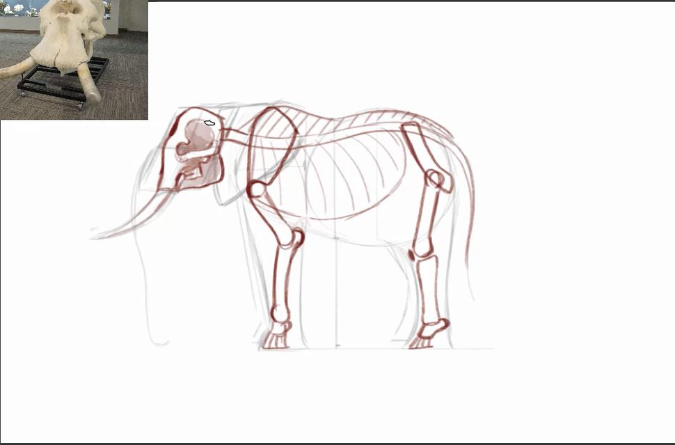 How to draw an elephant | Creative Bloq