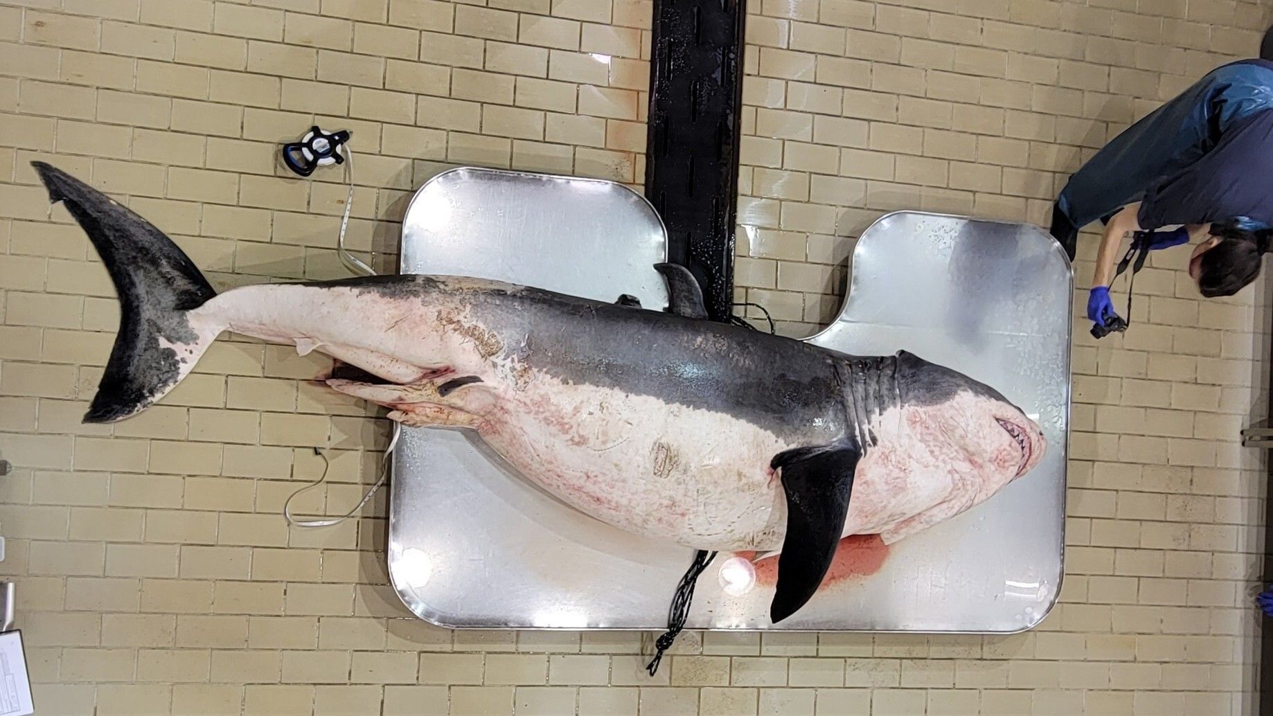 Big, healthy great white shark washes up dead on Canada beach in latest ...