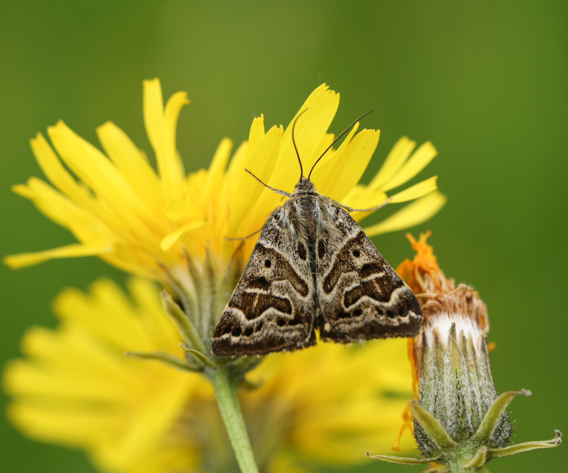 Plant A Pollinator Garden And Do Your Part For The Earth | Gardening ...