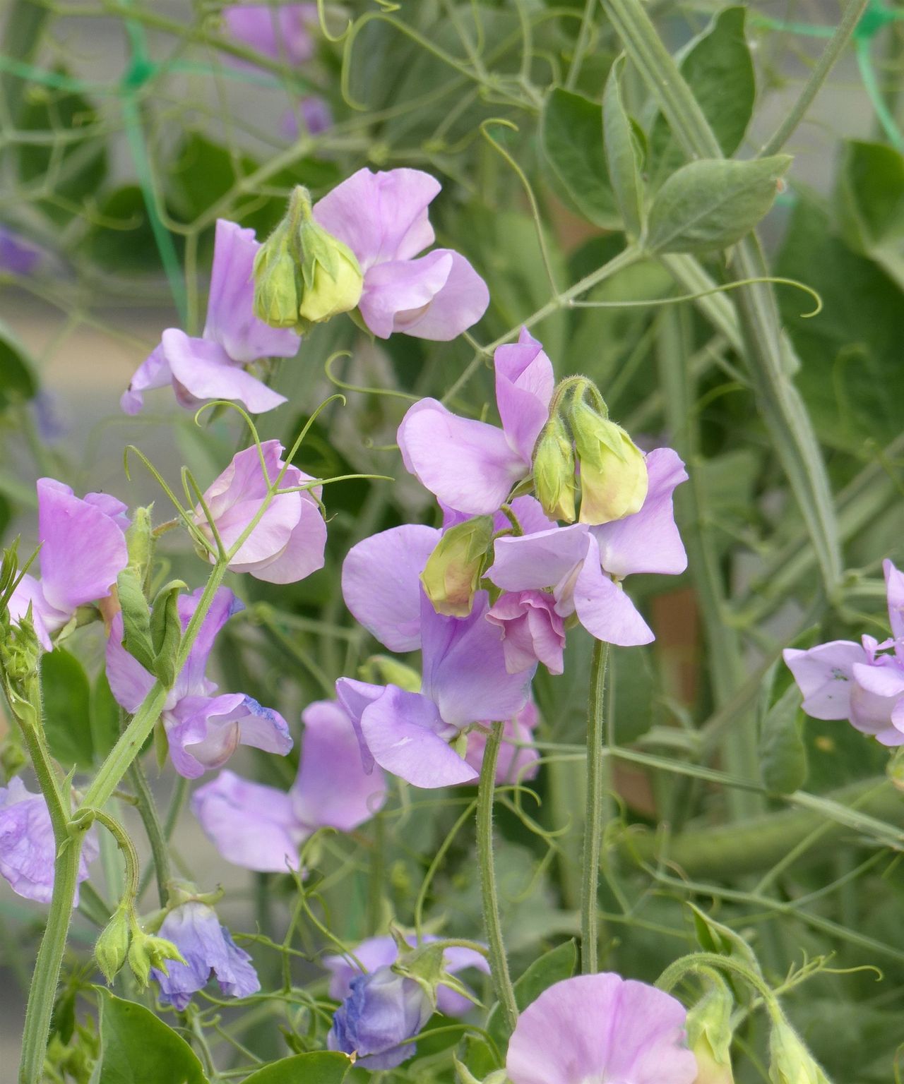 Sweet pea varieties: 9 captivating blooms to grow | Homes and Gardens