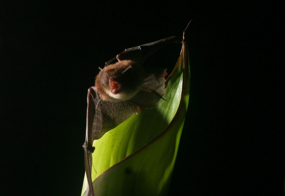 Gallery: Leaf-Living Bats | Live Science