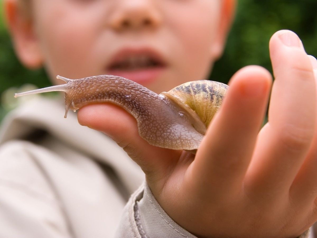 Keeping Snails As Pets: How To Make A Snailarium With Kids | Gardening ...
