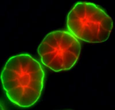 Magnificent Microphotography: 50 Tiny Wonders | Live Science