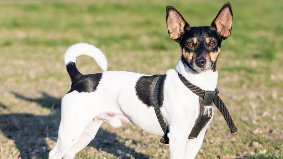 22 American dog breeds | PetsRadar