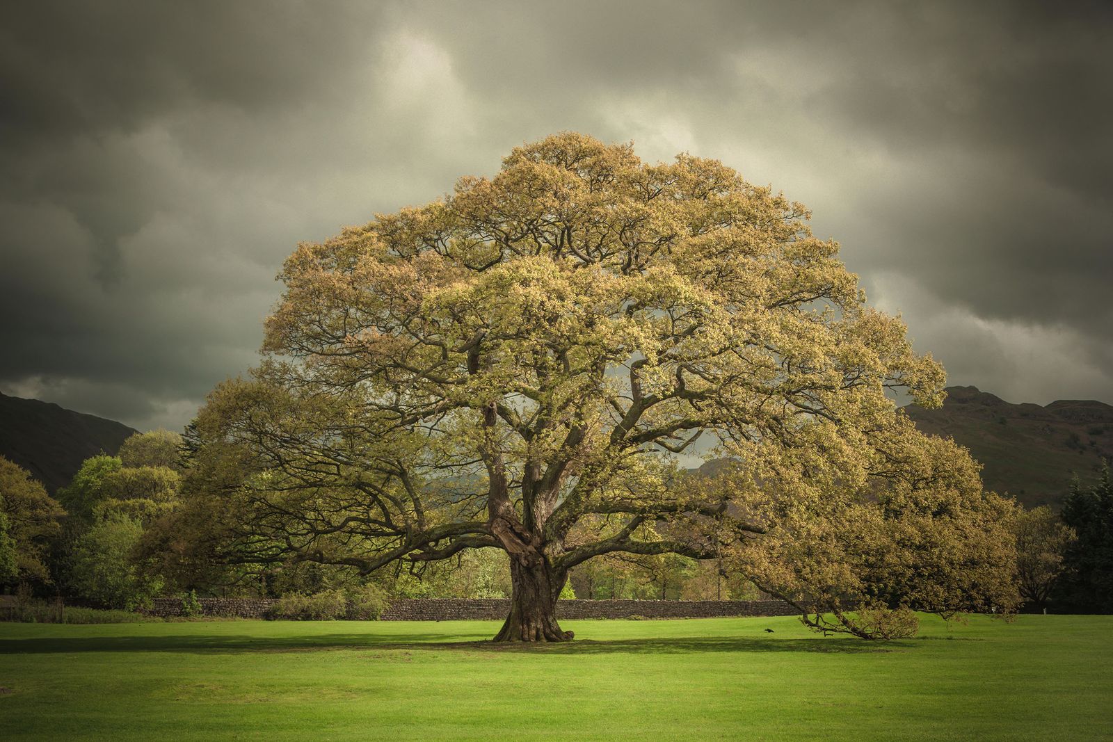 Trees For Tomorrow: Join Country Life as we plant thousands of trees ...