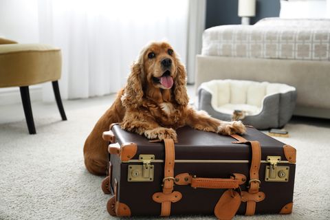 32 tips for traveling with pets | PetsRadar