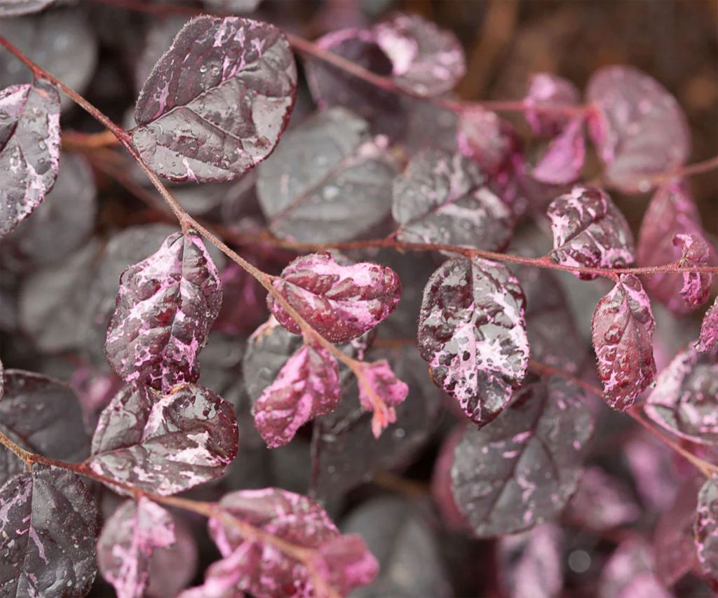 Loropetalum care and growing guide | Homes and Gardens