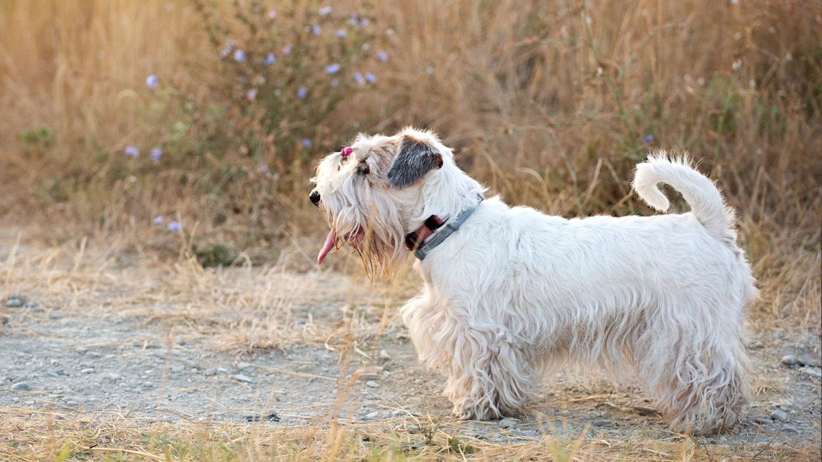 20 tireless terrier breeds | PetsRadar