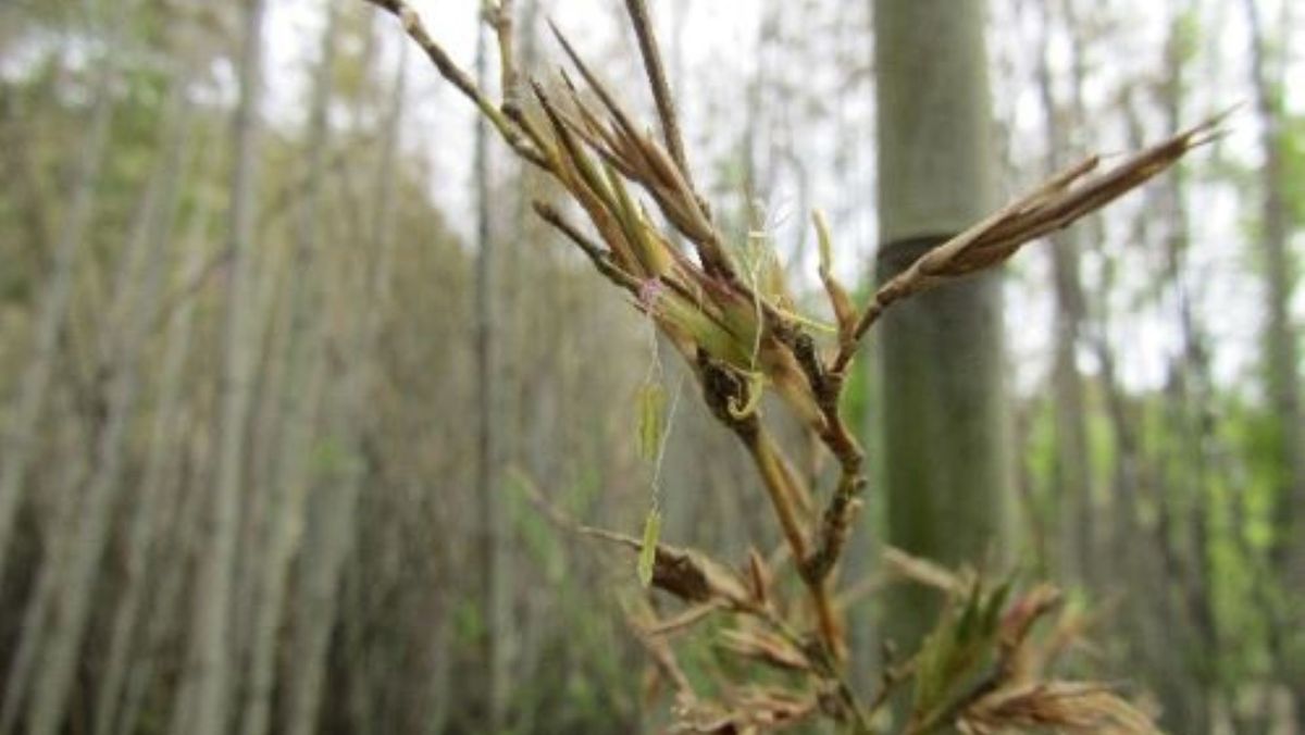 Mysterious bamboo regeneration baffles scientists ahead of once-in-a ...