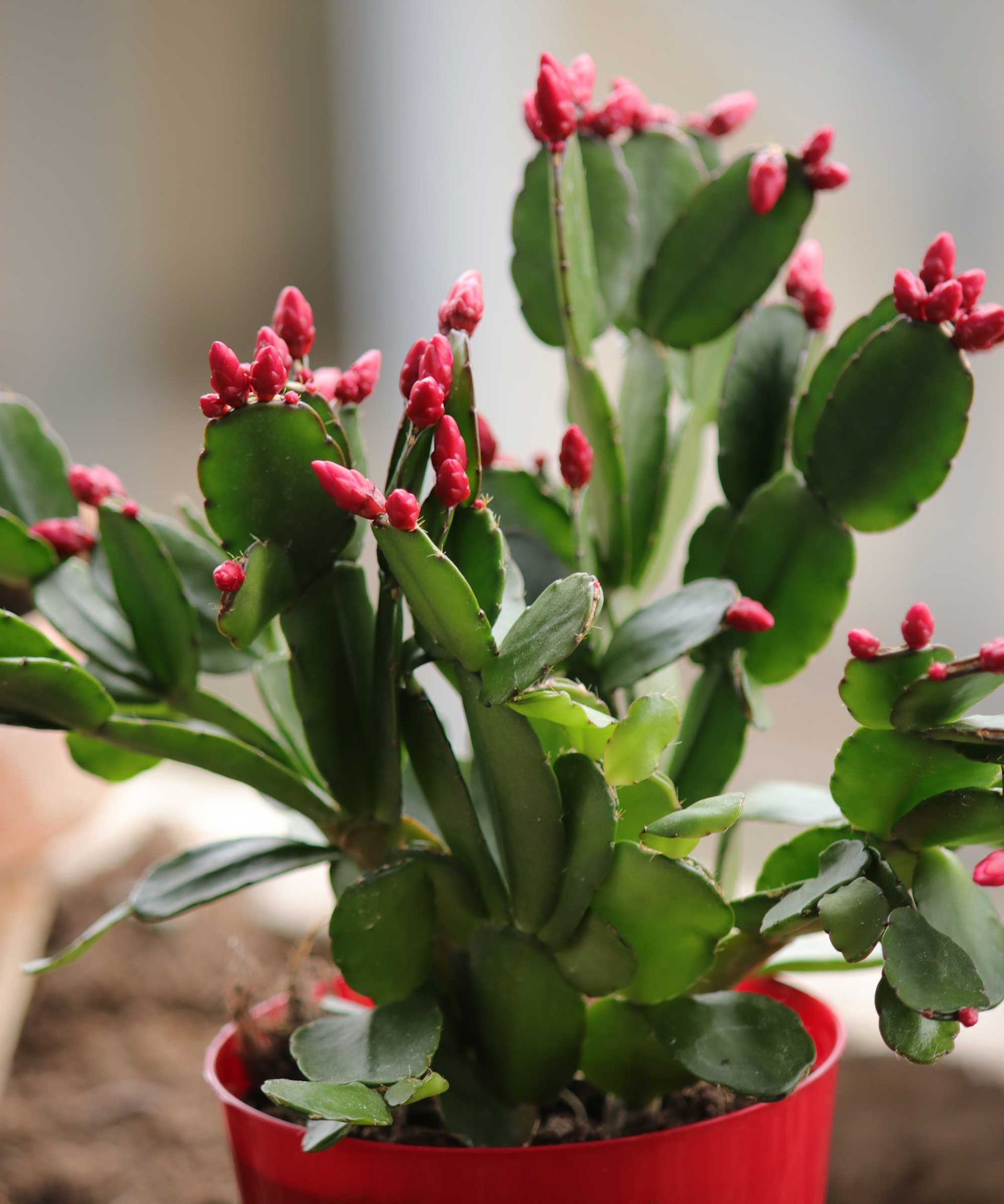 How to save an overwatered Christmas cactus: expert advice | Homes and ...