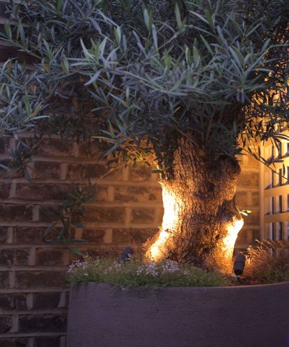 Landscaping with olive trees: 9 expert ideas | Homes and Gardens