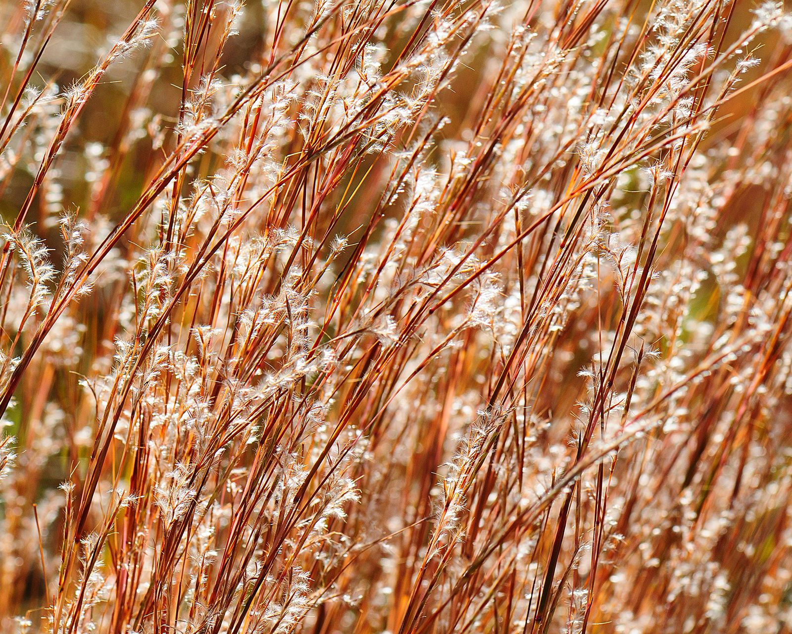 6 Beautiful Ornamental Grasses That Pollinators Love | Gardening Know How