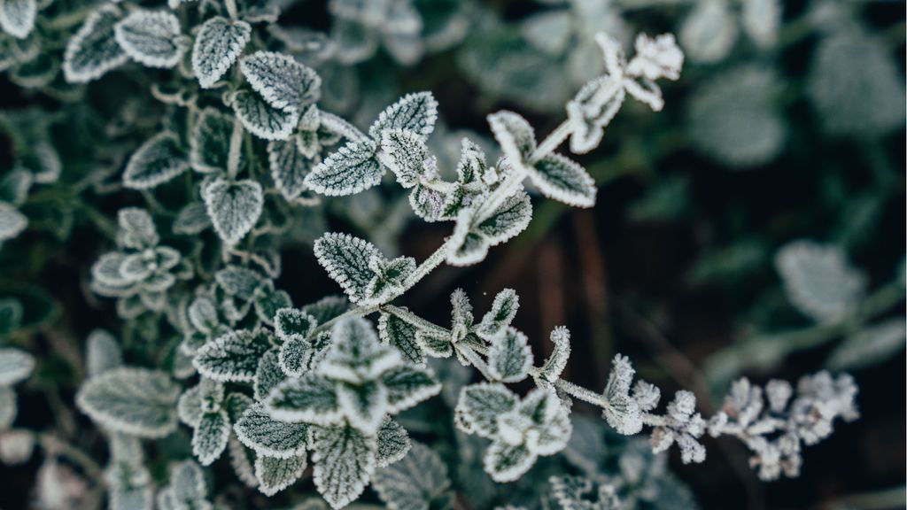 Is mint frost-tolerant? Experts share their advice | Homes and Gardens