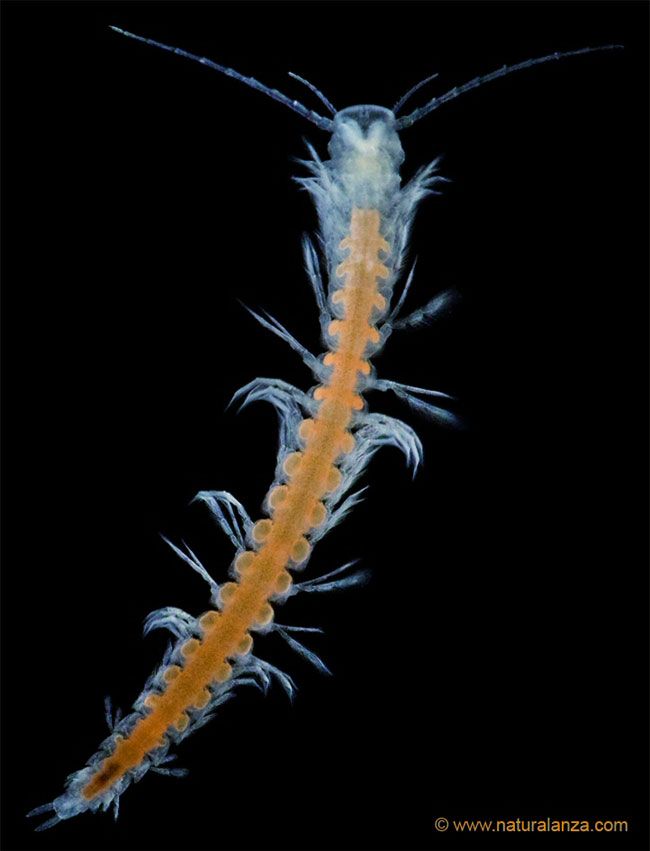 Eyeless Creature Discovered in Undersea Tunnel | Live Science