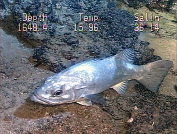 Deep-Sea Fish: A Gallery of What We Catch | Live Science