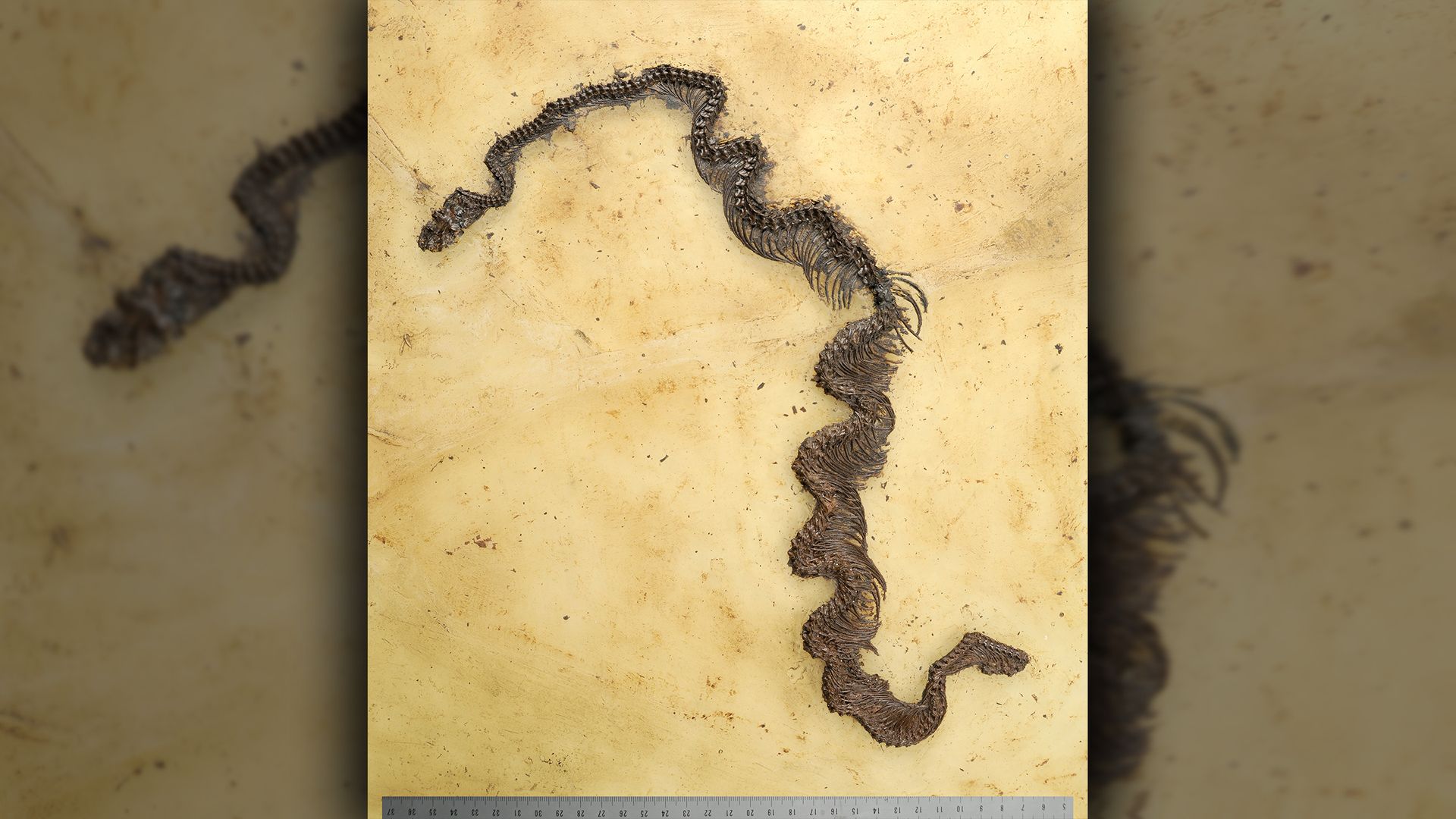 World's oldest python fossil unearthed | Live Science