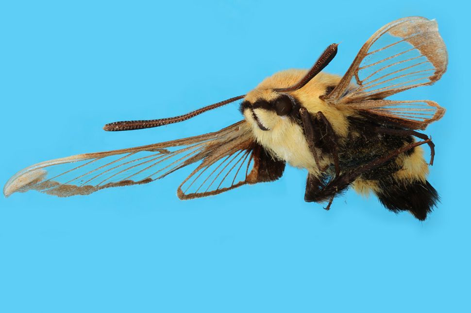 Gallery: 'Insects Unlocked' Collection Shares Free Bug Photos | Live ...