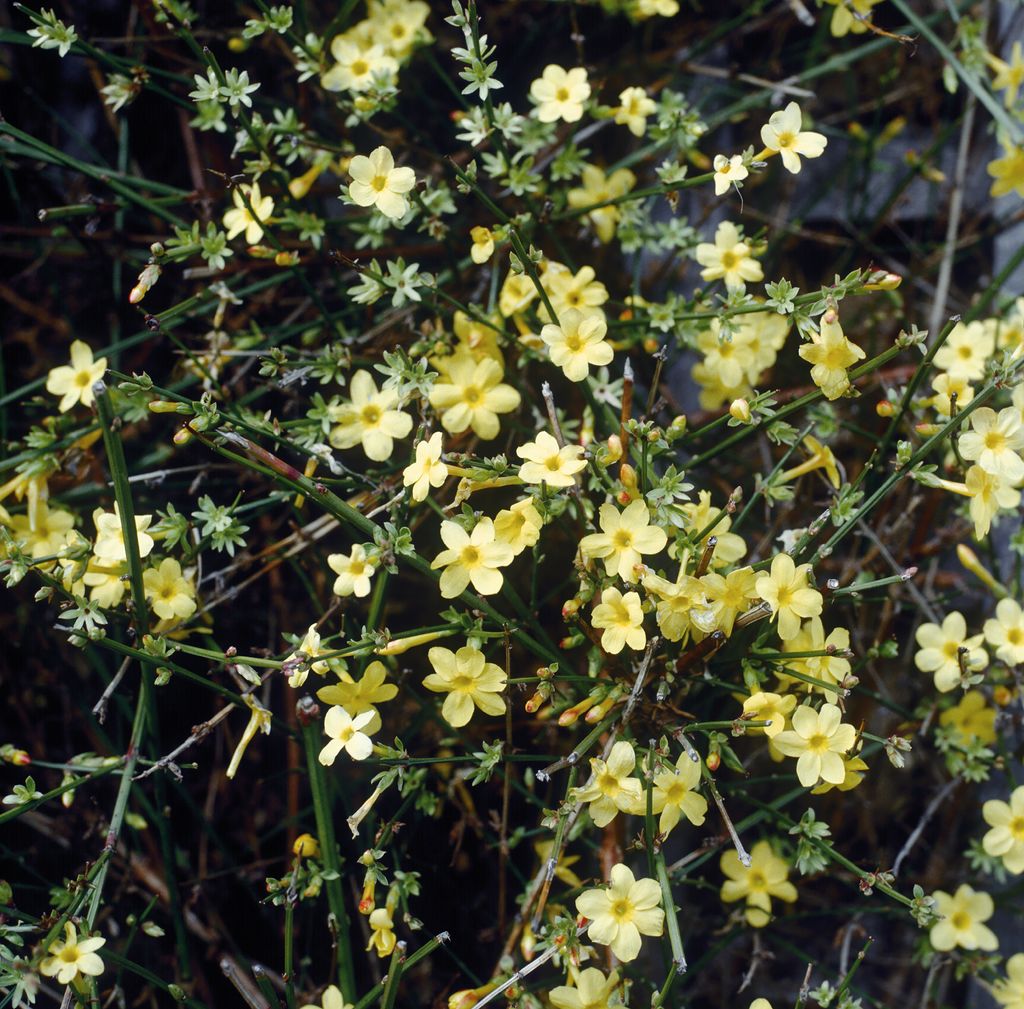 How to grow jasmine | Homes and Gardens