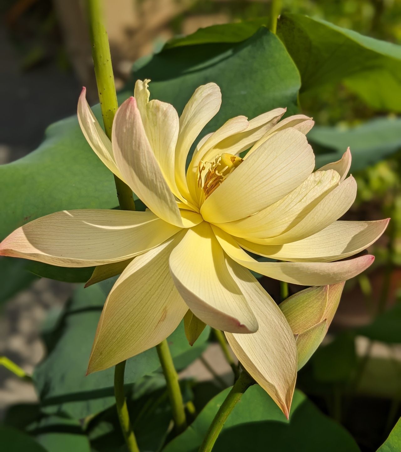 How to grow American lotus: expert aquatic plant advice | Homes and Gardens