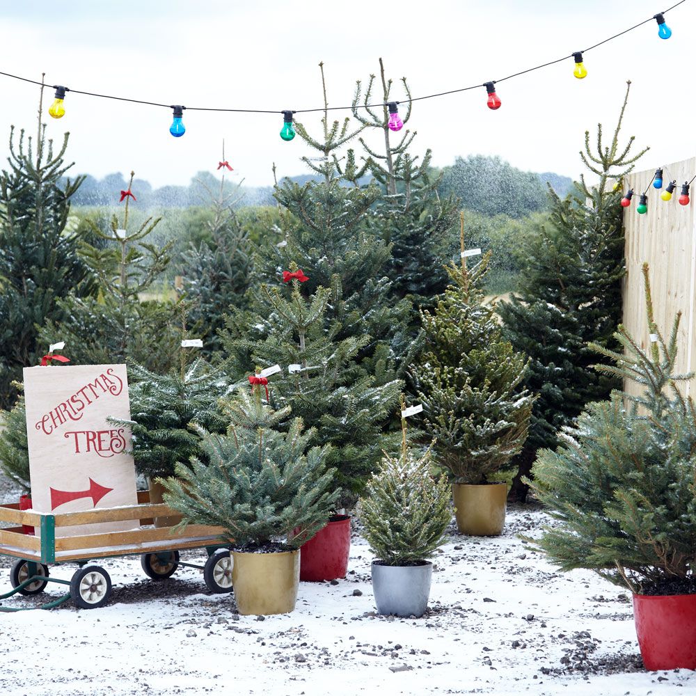 Christmas trees in homebase store