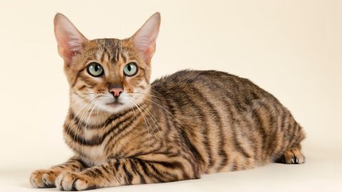 Toyger cats: Breed profile and information | PetsRadar