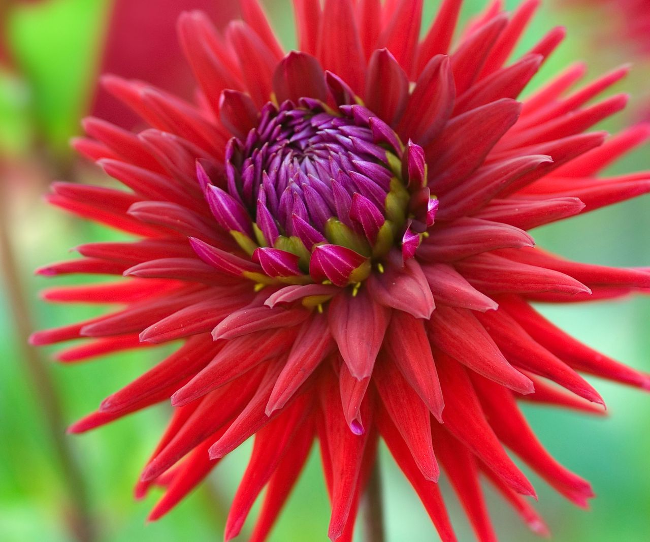 Types of dahlias: 16 showstoppers for beds and borders | Homes and Gardens