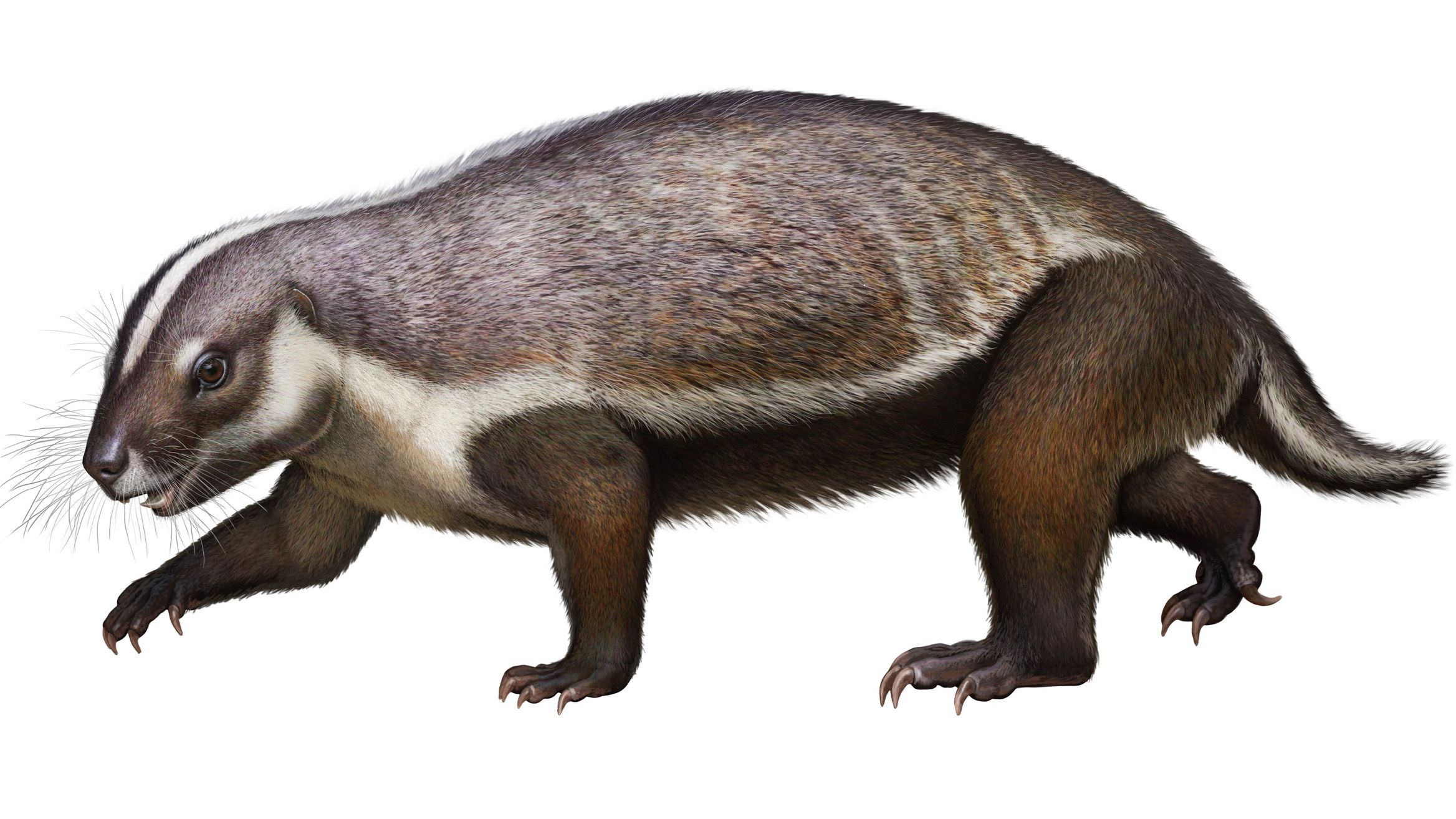 Ancient 'crazy beast' from Madagascar had mismatched body and teeth ...