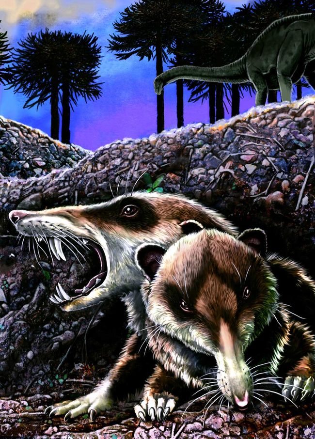 Saber-Toothed Squirrel Looked Like 'Ice Age' Scrat | Live Science