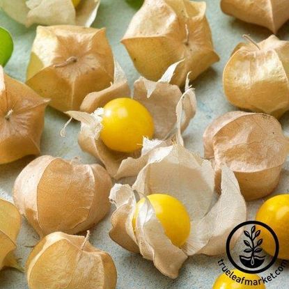 How to grow tomatillos - expert tips for great harvests | Homes and Gardens