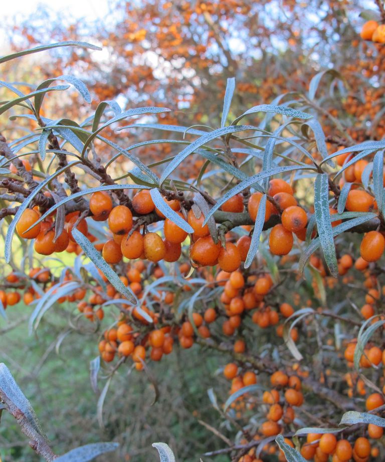Foraging for berries: where and how to pick them in the wild | Homes ...