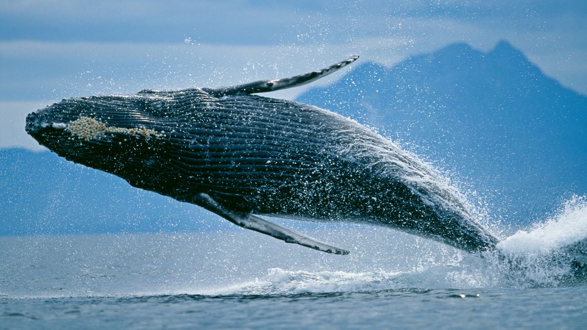 Which animals sing? | Live Science