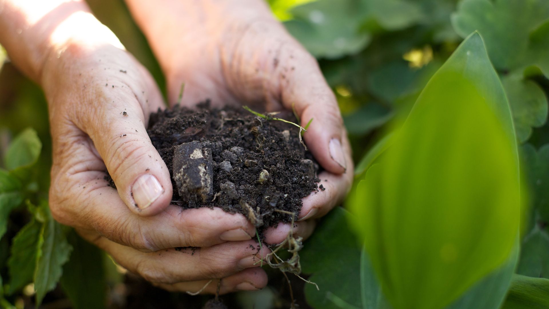The health of soil is vital to the planet. Here’s how to nurture yours ...