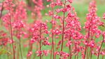 How to grow the firecracker plant: tips for more flowers | Homes and ...