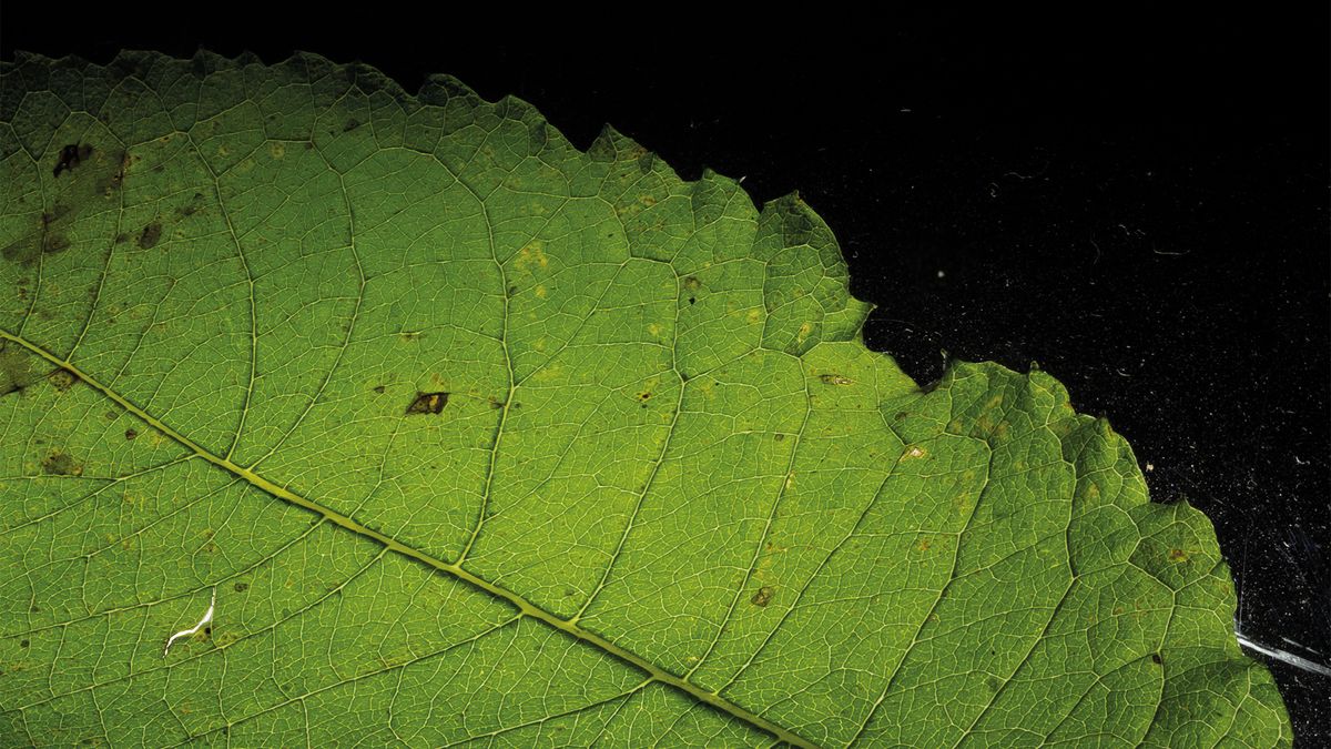 Create botanical photo art with microscopic insights | Digital Camera World