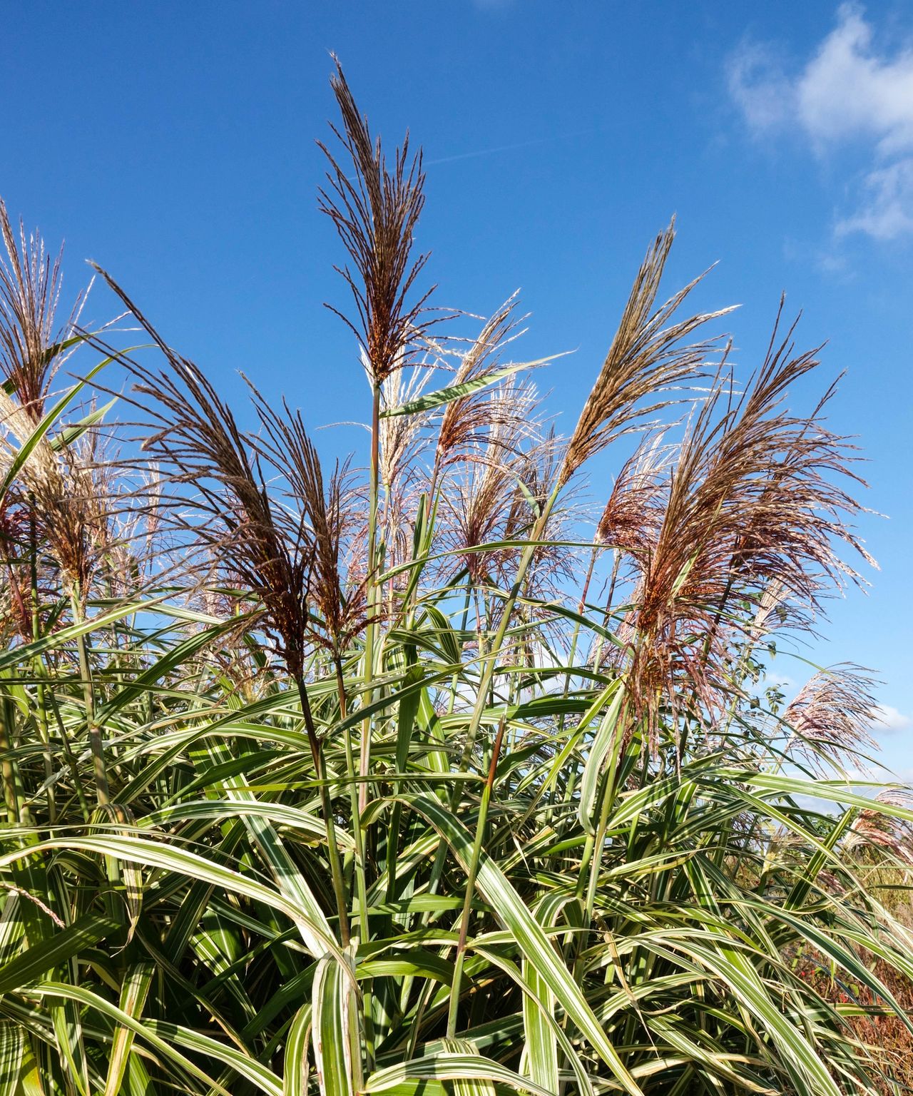 Best miscanthus varieties: 15 of the top ornamental grasses | Homes and ...