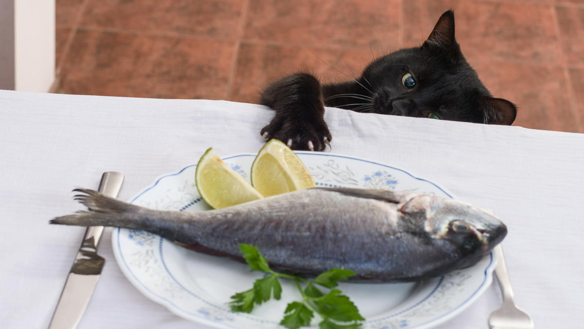 Is it healthy for cats to eat fish? Our vet has the answer | PetsRadar